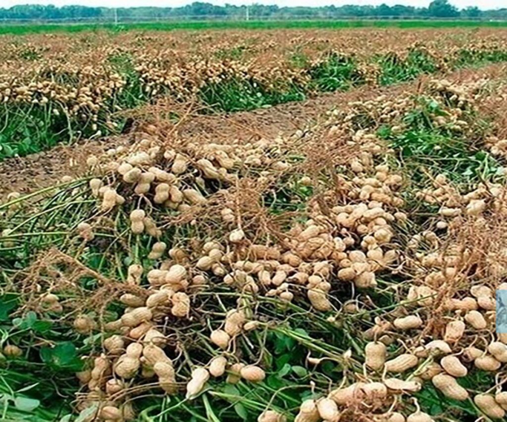 La culture de l’arachide au Sénégal : Un secteur en pleine mutation