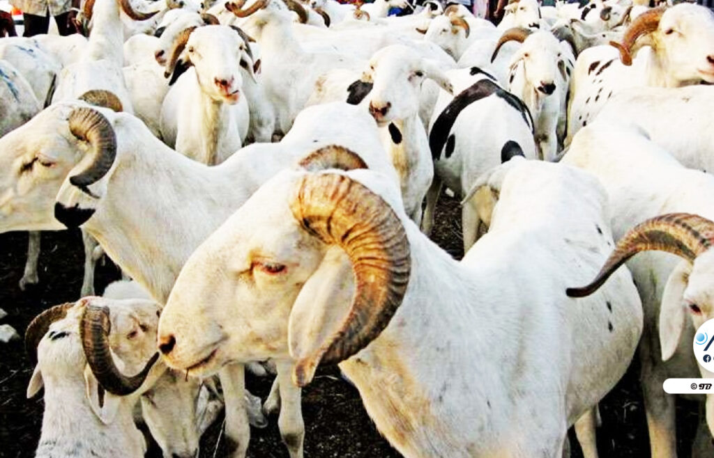 Tabaski 2025 : Le Sénégal attend deux millions de moutons, dont 300 000 ...