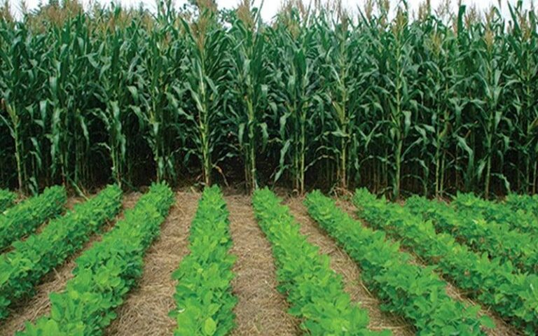 Souveraineté alimentaire au Sénégal : Les ICS livrent 105 000 tonnes d ...
