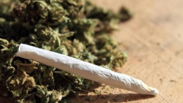 Thiès : Deux trafiquants de yamba arrêtés après une opération policière ...